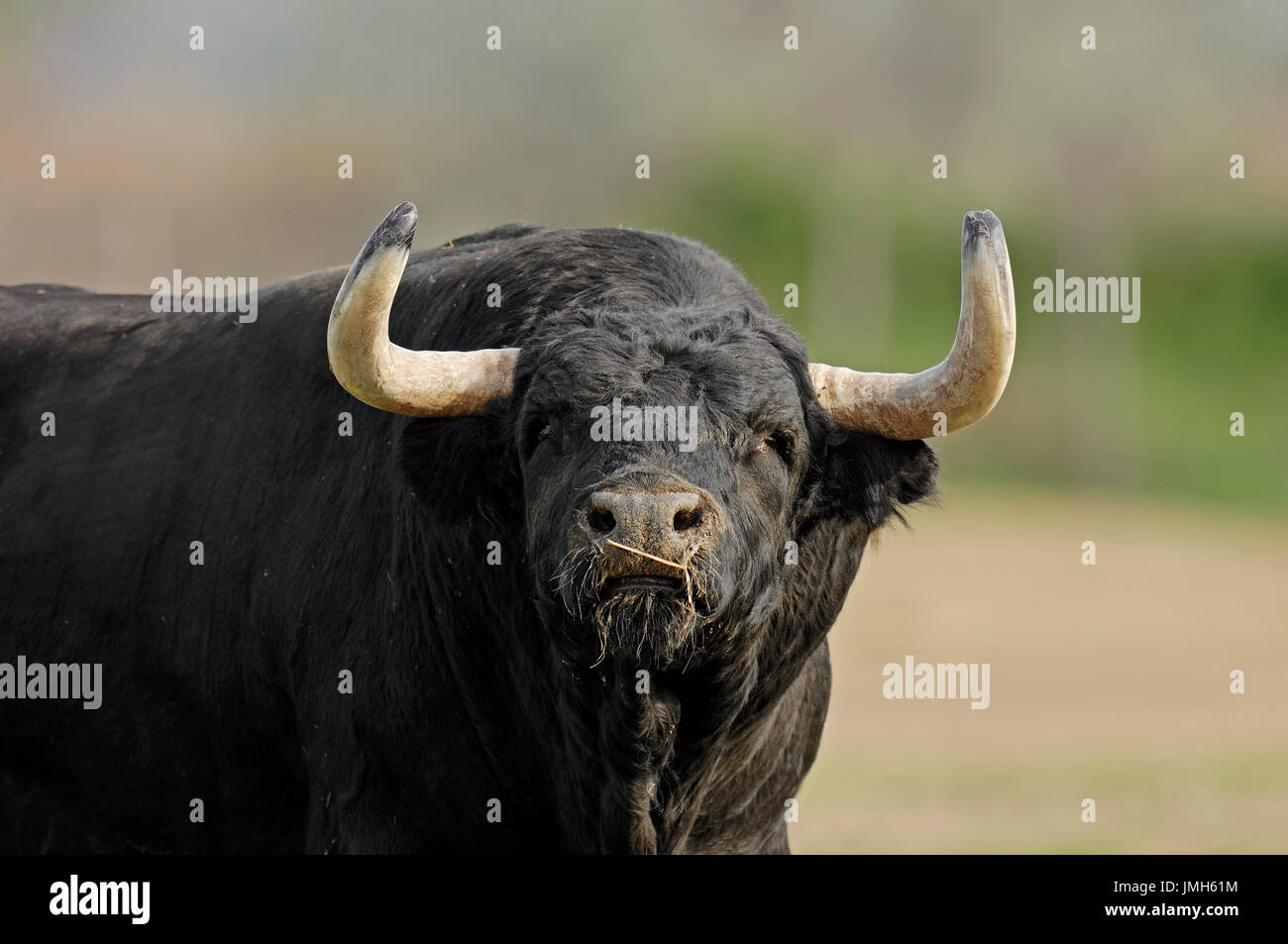 Camargue bull, Camargue, Provence, Southern France | Camargue-Stier ...