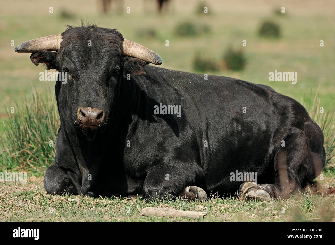 The camargue bull hi-res stock photography and images - Alamy