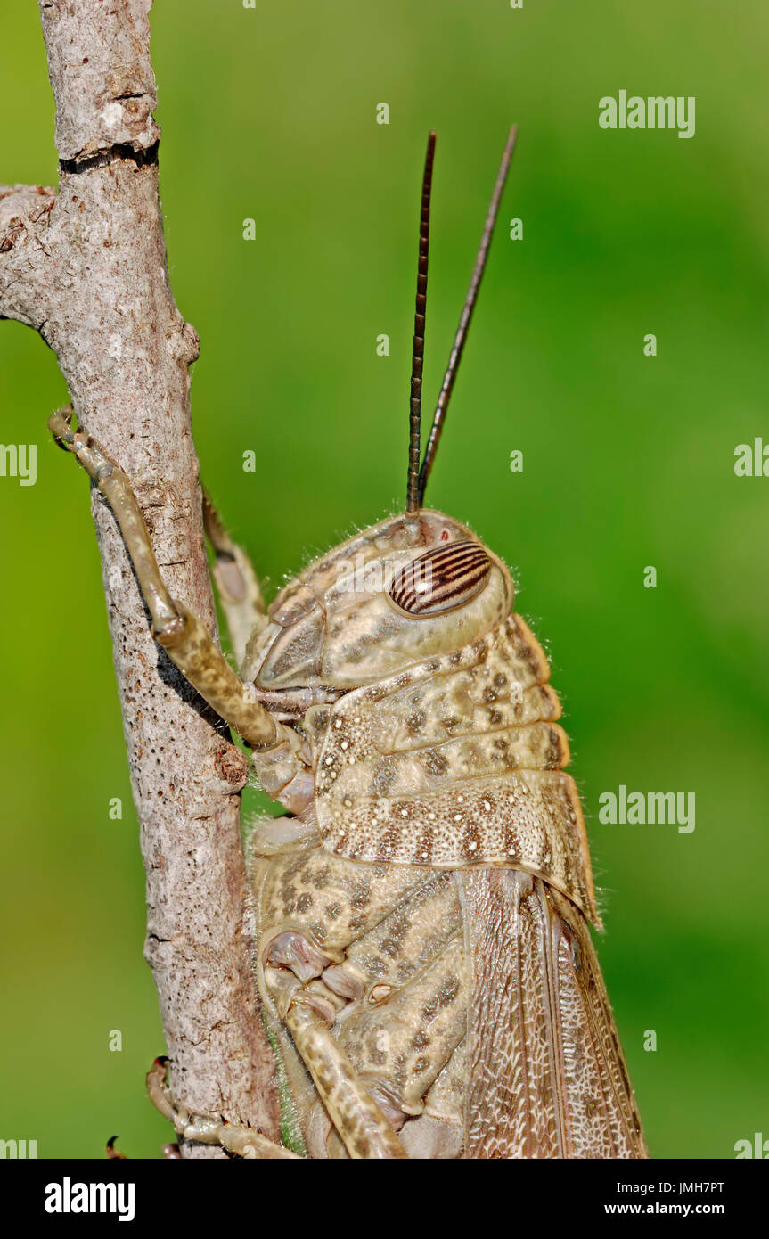 Egyptian locust hi-res stock photography and images - Alamy