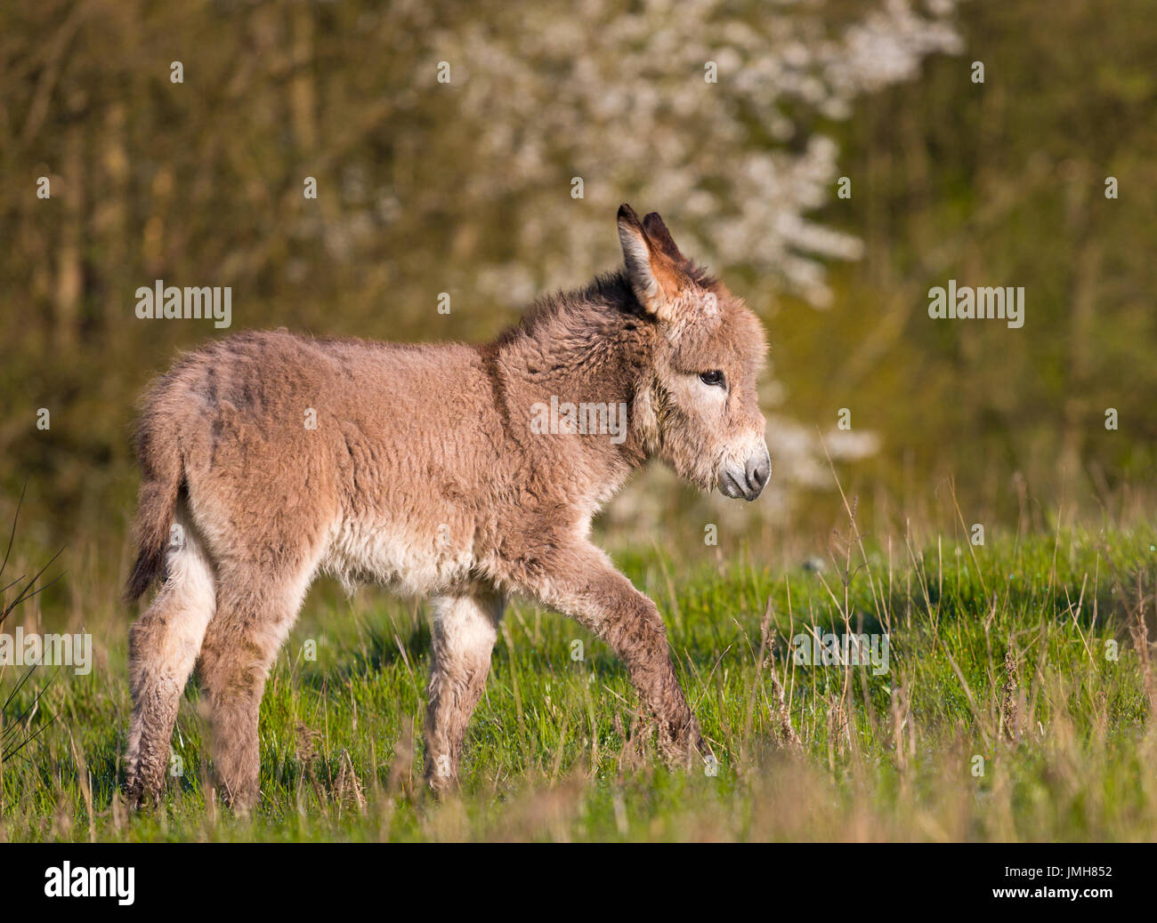 Donkey is walking hi-res stock photography and images - Alamy