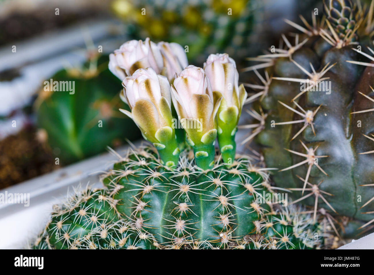close up beautiful color flower cactus Stock Photo - Alamy