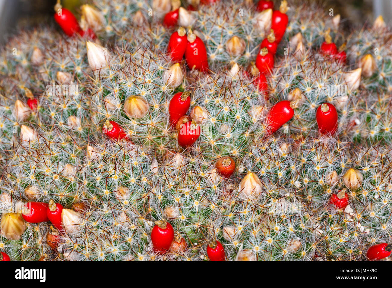 close up beautiful color flower cactus Stock Photo - Alamy