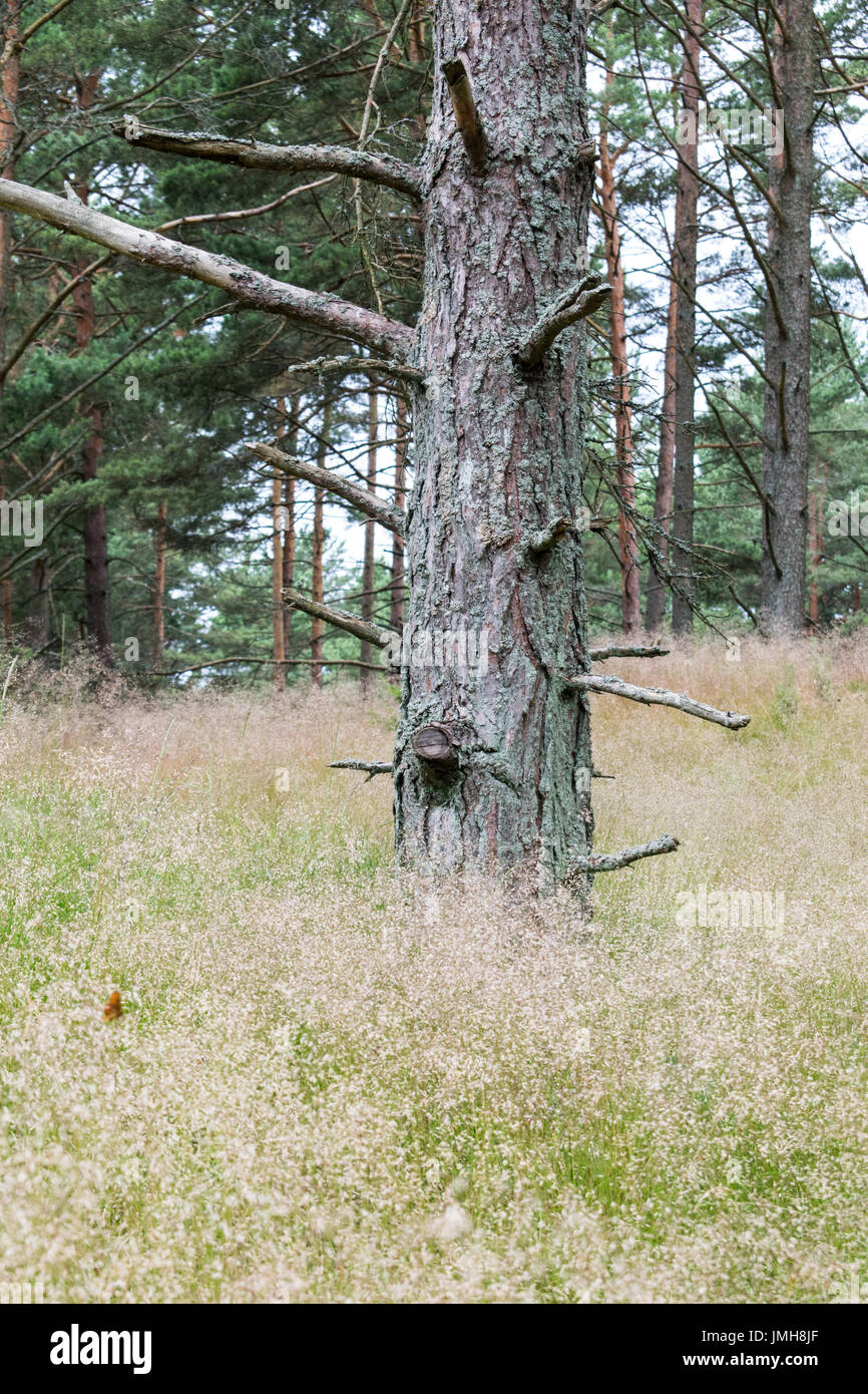 Vertical photo old tree hi-res stock photography and images - Alamy