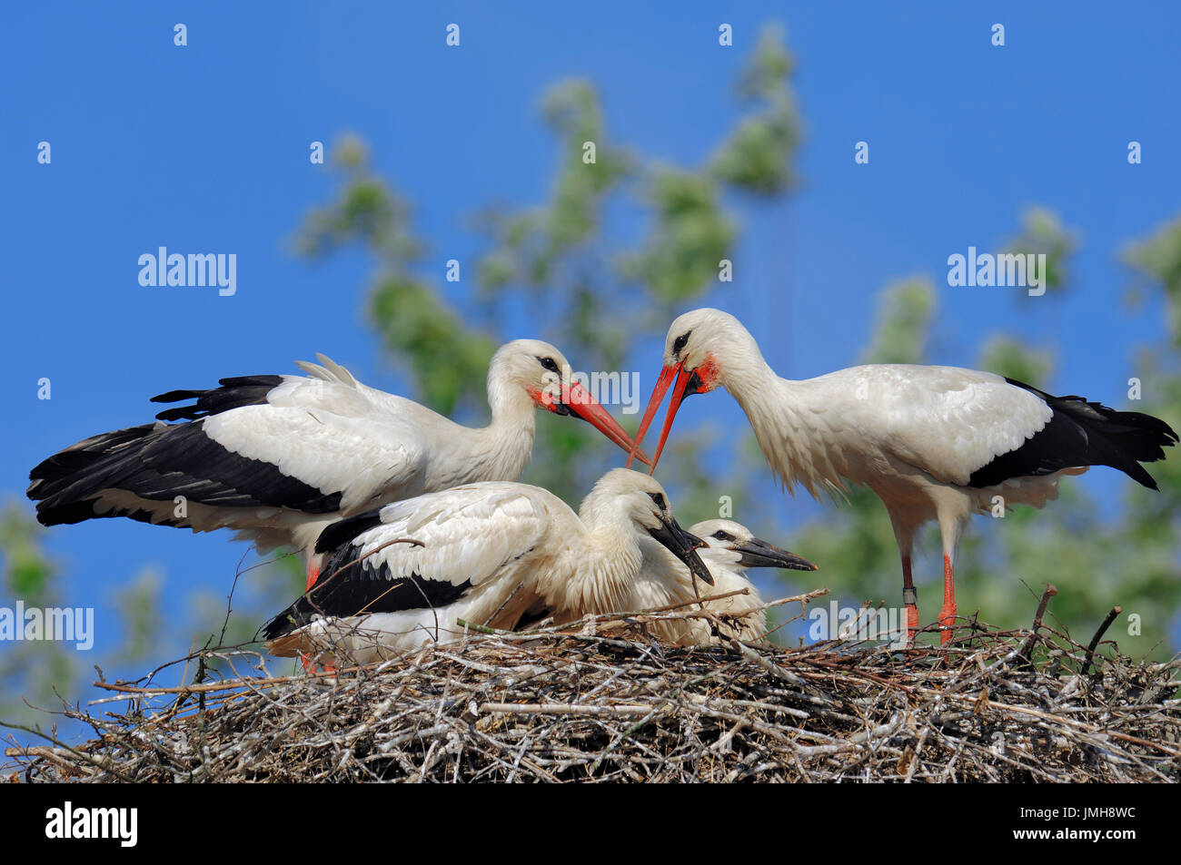 White Stork, pair with youngs at nest, North Rhine-Westphalia, Germany ...