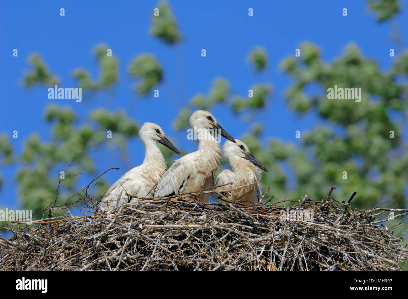White Stork, youngs at nest, North Rhine-Westphalia, Germany / (Ciconia ...