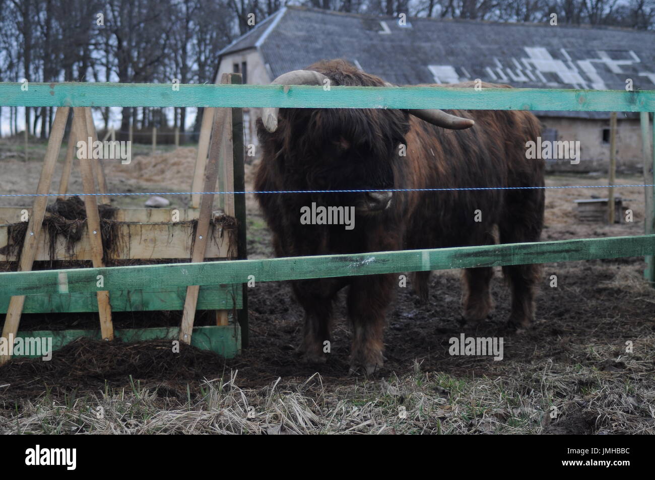 Bull behind the fence Stock Photo - Alamy