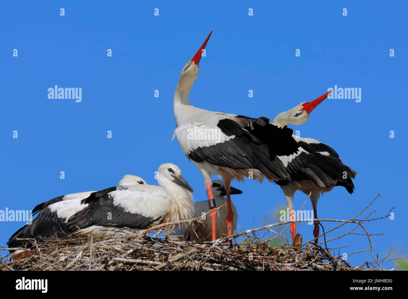 White Stork, pair with youngs at nest, North Rhine-Westphalia, Germany ...