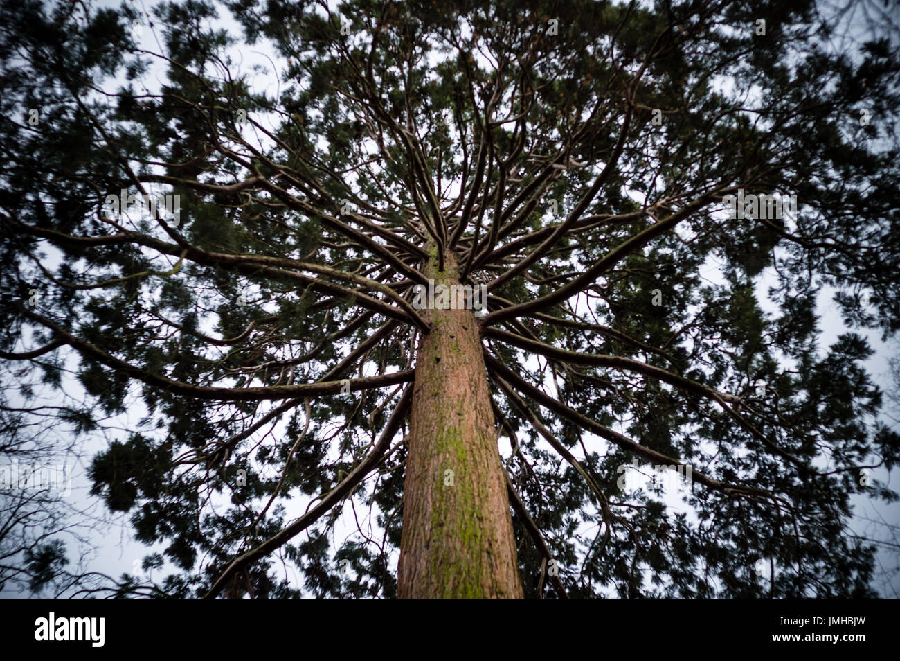 View from below of the trunk and branches of a tall pine tree under a ...