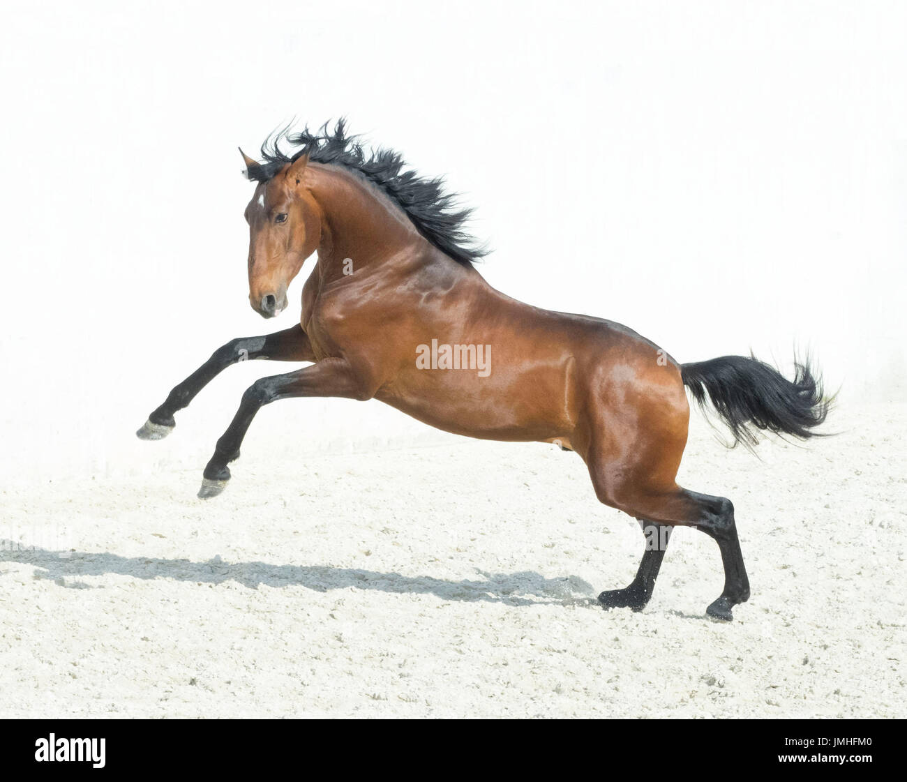 Bay Horse prancing Stock Photo - Alamy