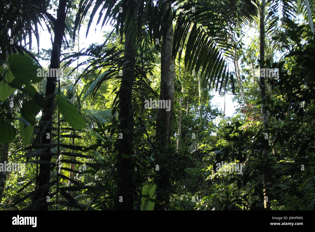Amazon Rain Forrest Stock Photo - Alamy