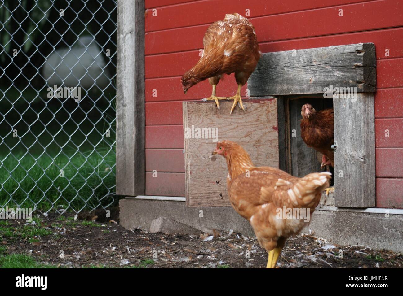 Hanging chickens hi-res stock photography and images - Alamy