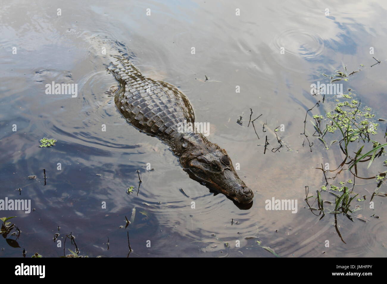 Black caiman hi-res stock photography and images - Alamy