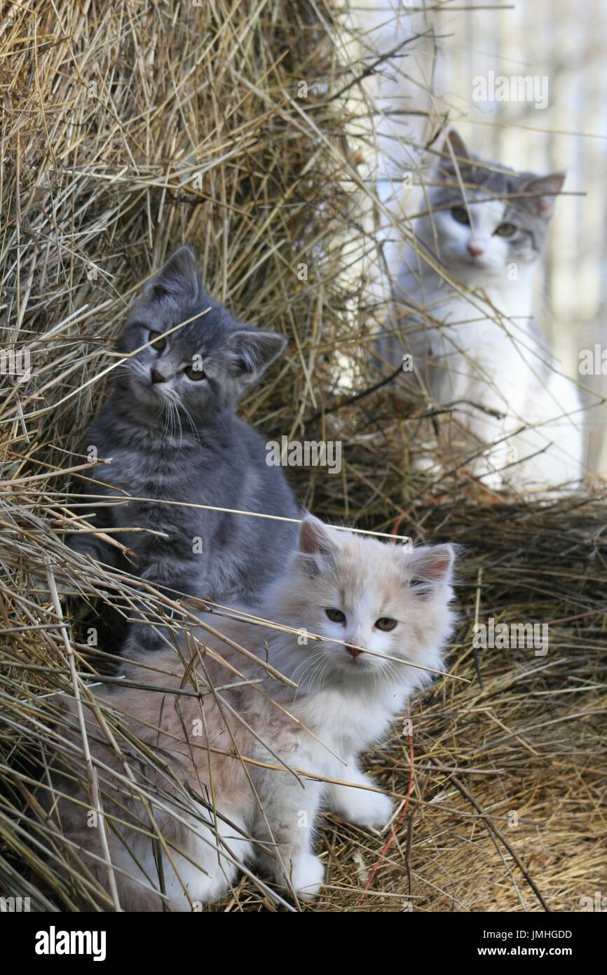 Cat with 3 colors hi-res stock photography and images - Alamy