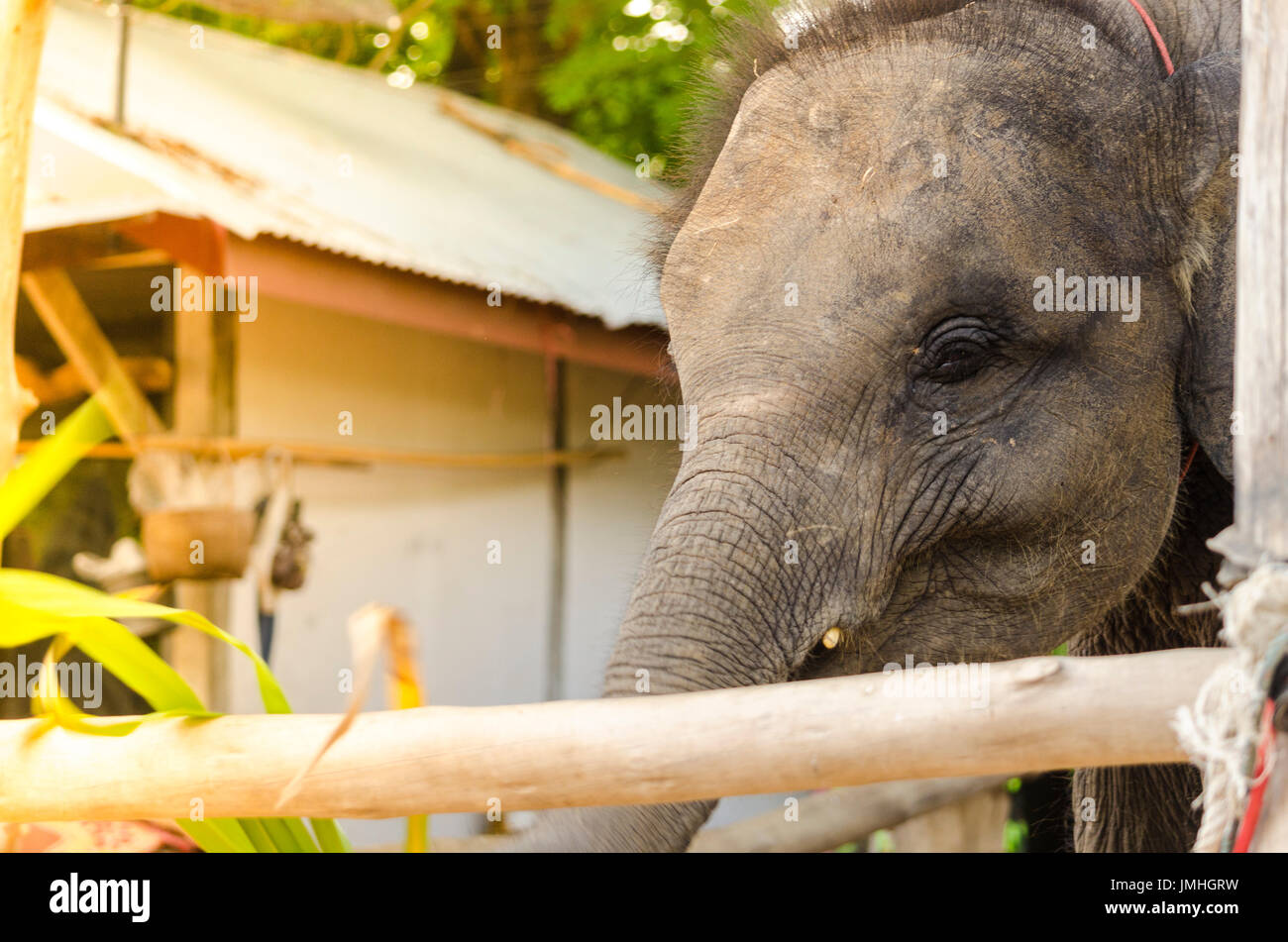 Elephant Study Center,Surin Elephant Village Stock Photo - Alamy