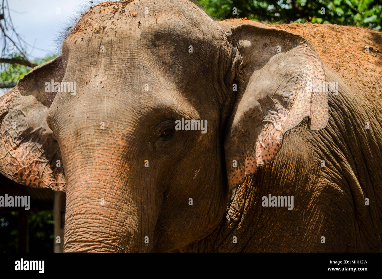 Elephant Study Center,Surin Elephant Village Stock Photo - Alamy