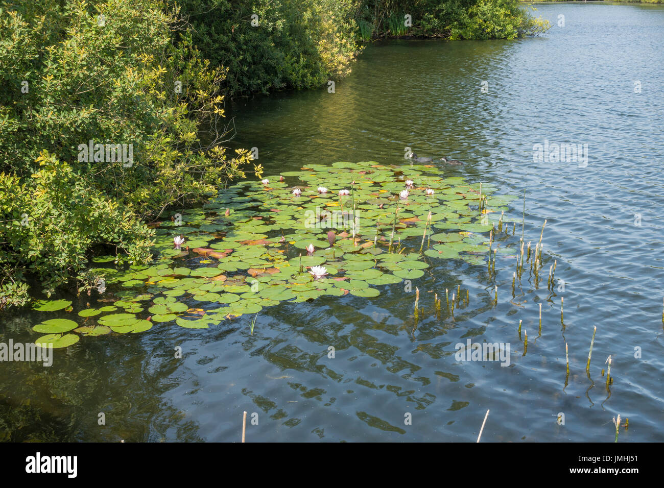 Lily bed hi-res stock photography and images - Alamy