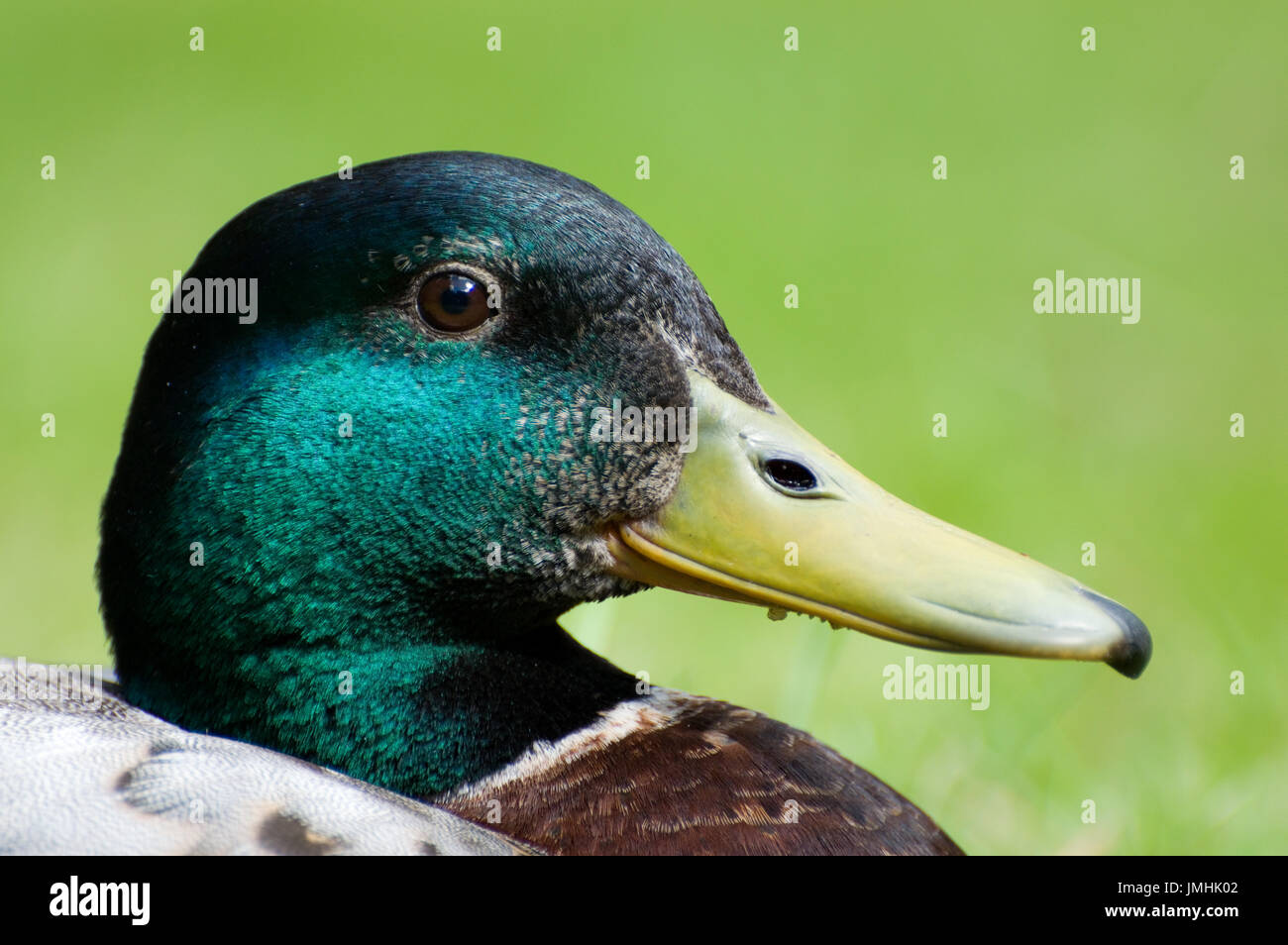 Mallard Duck Face