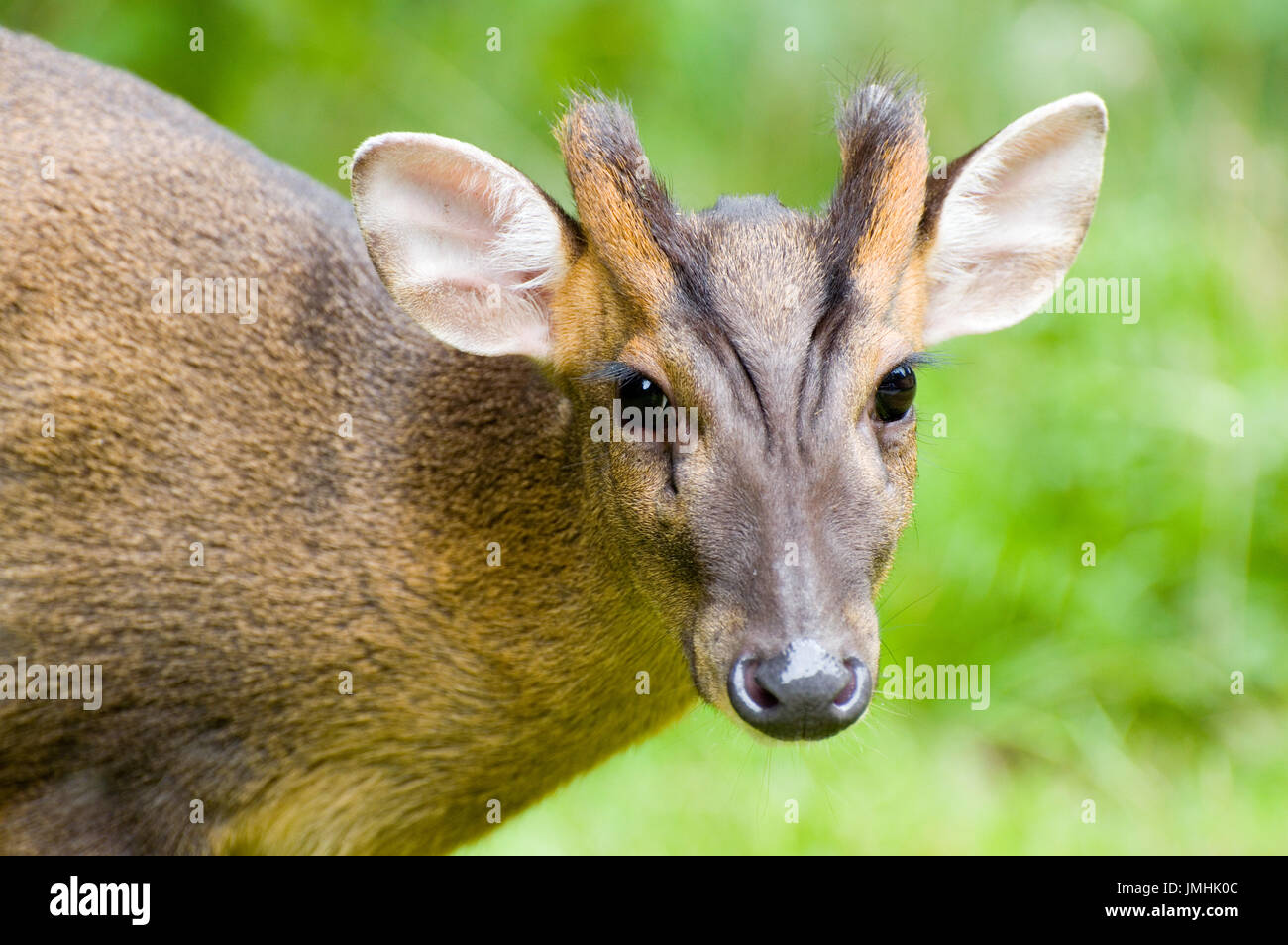 Reeve's Muntjac Deer pictured in Elveden Forest, Suffolk. Close up of ...