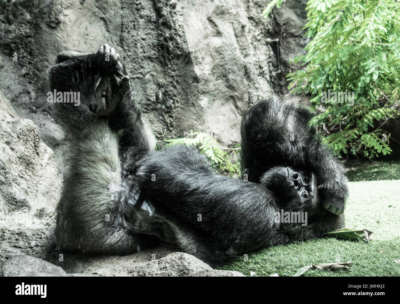 Loro park spain hi-res stock photography and images - Alamy