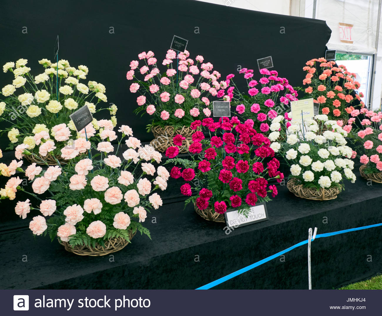 Welsh Flowers High Resolution Stock Photography and Images - Alamy