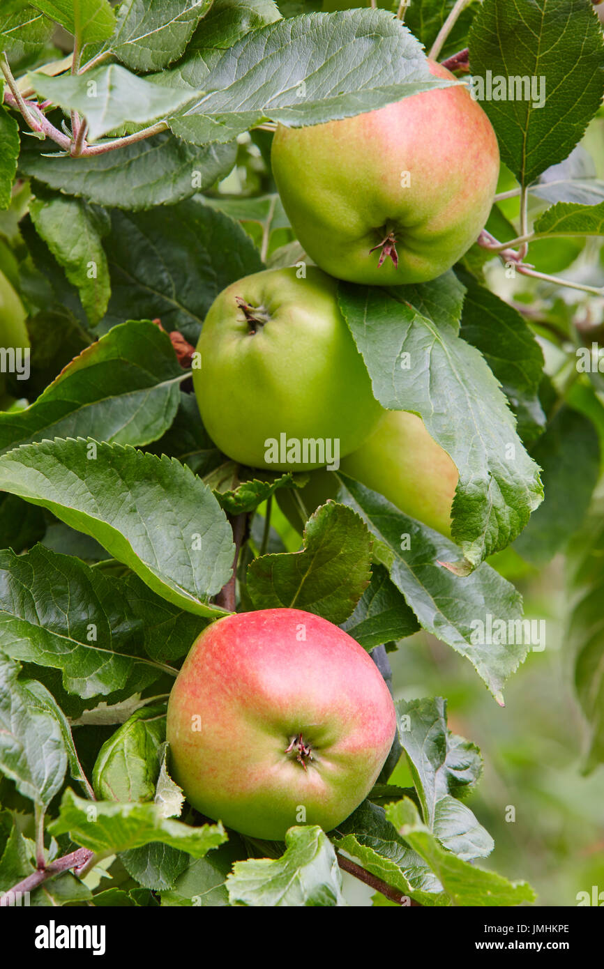 Green apples detail on a tree. Agriculture background. Food Stock Photo ...