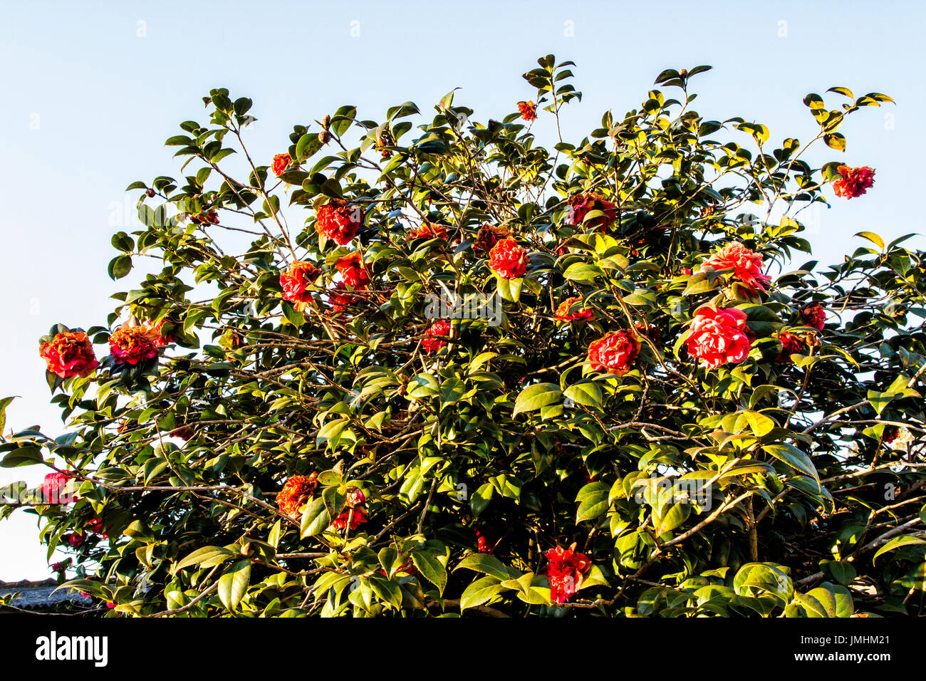 Red flower brazilian plant hi-res stock photography and images - Alamy