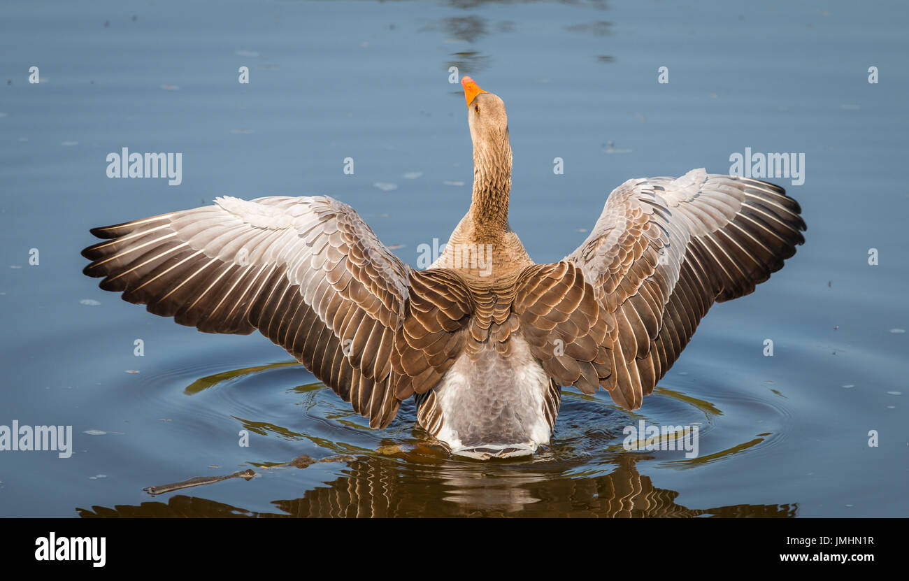 greylag goose showing her beautiful wings Stock Photo - Alamy