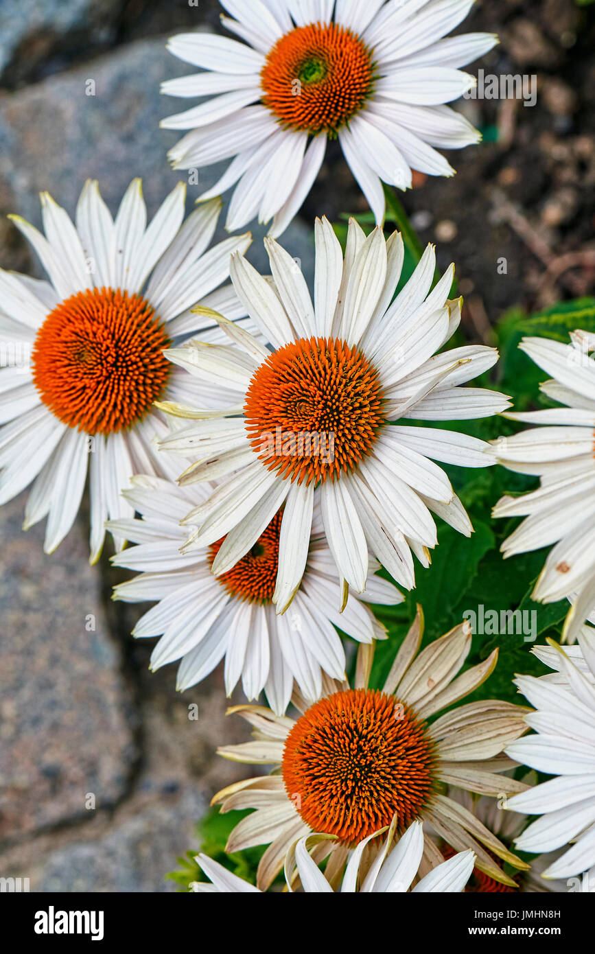 Summer flowers, Coneflower White view from above Stock Photo - Alamy