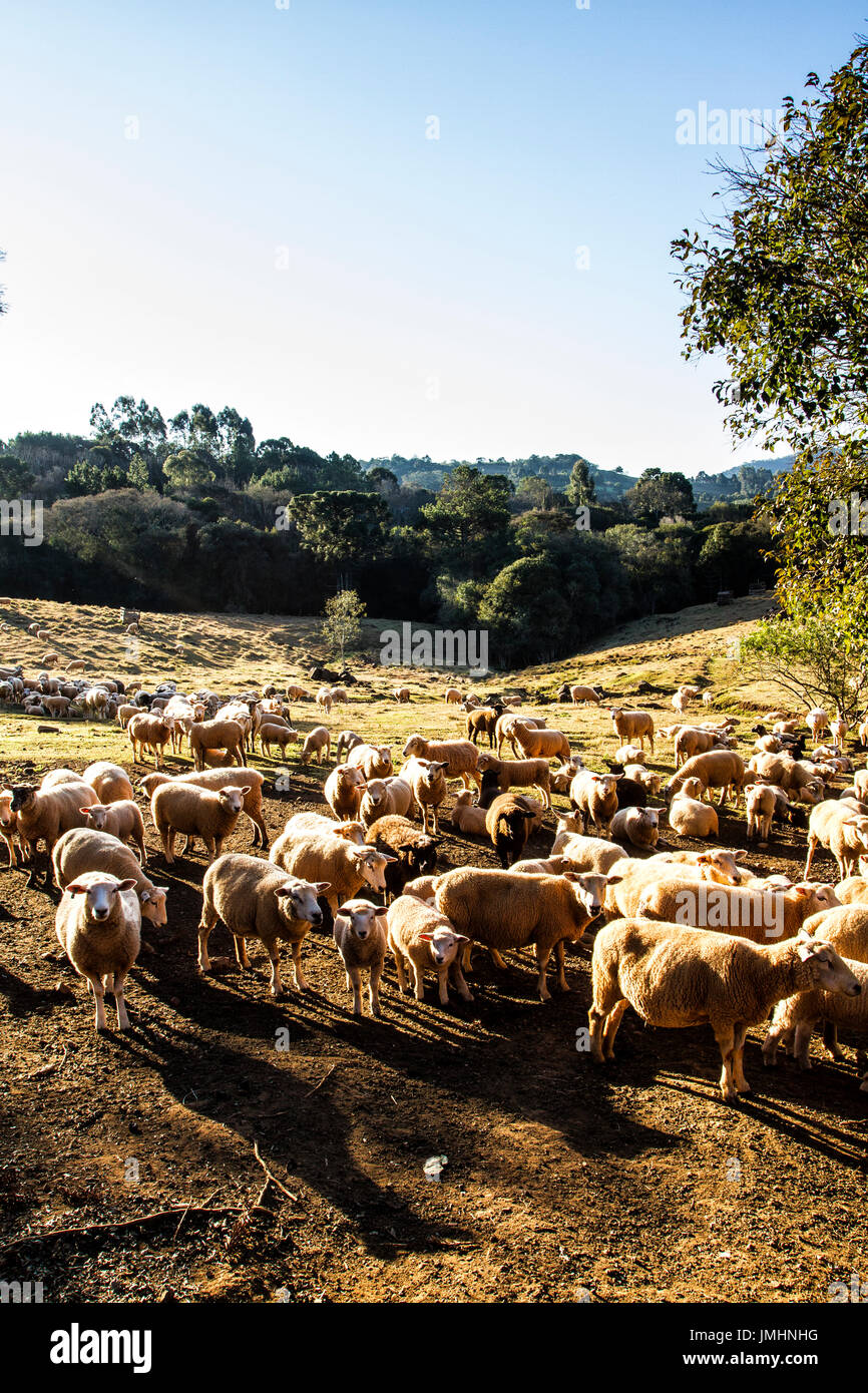 Sheep husbandry in countryside of Santa Catarina state. Treze Tilias ...
