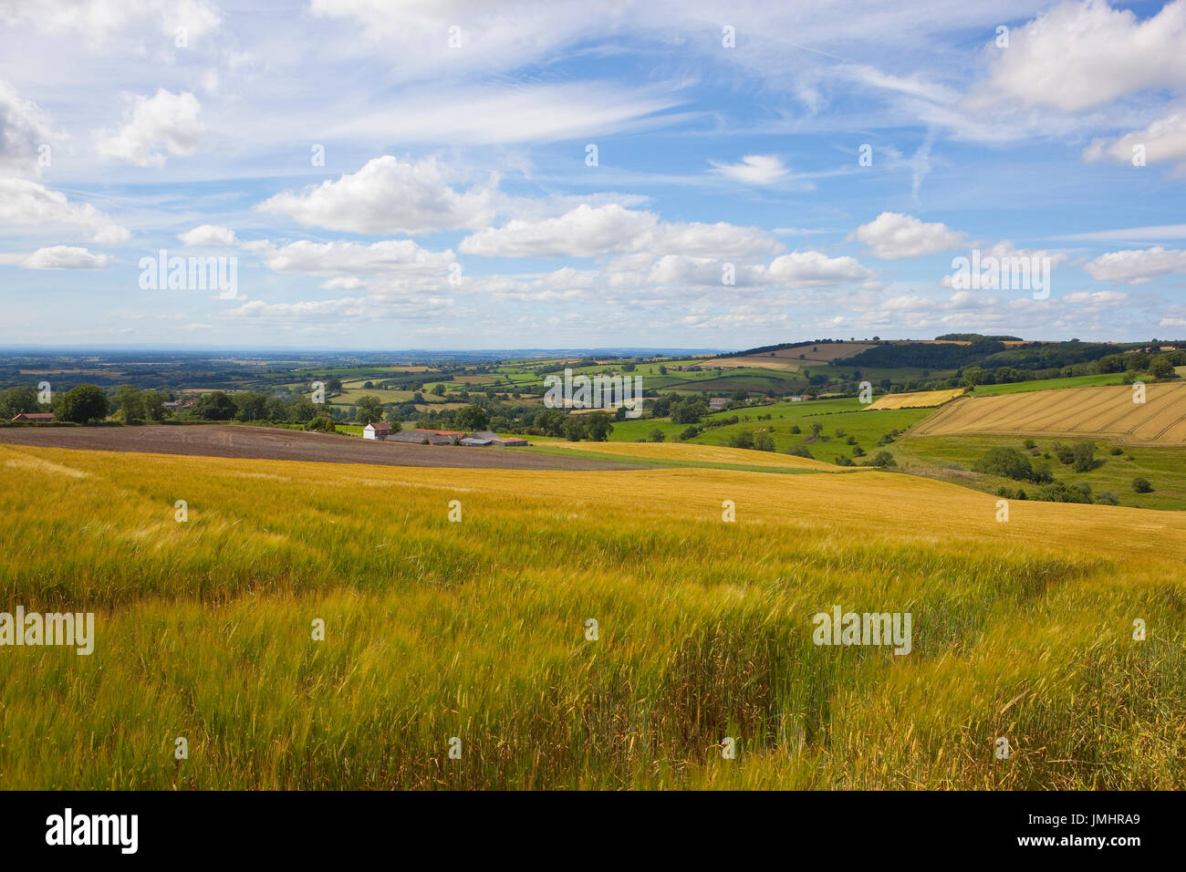 a stunning view of the vale of york from a ripening hillside barley ...