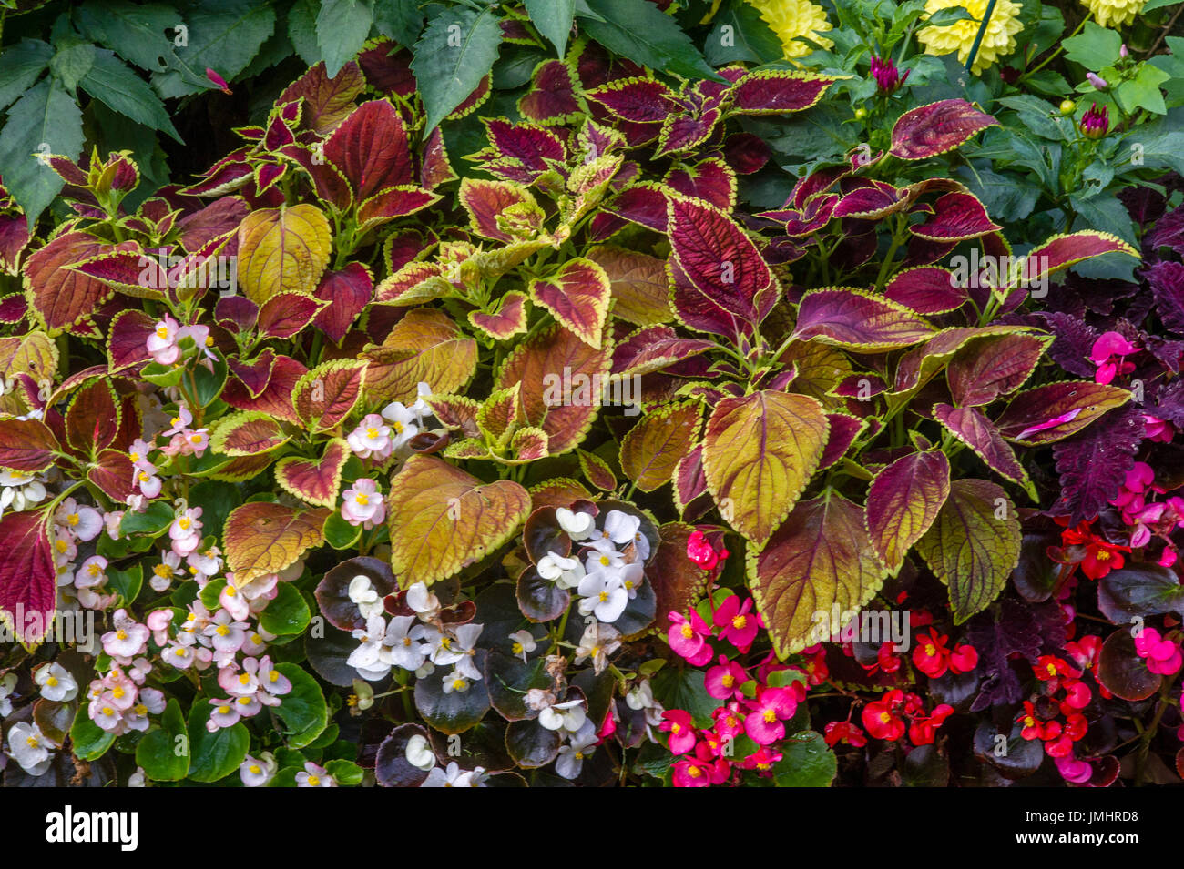 Heather beds hi-res stock photography and images - Alamy