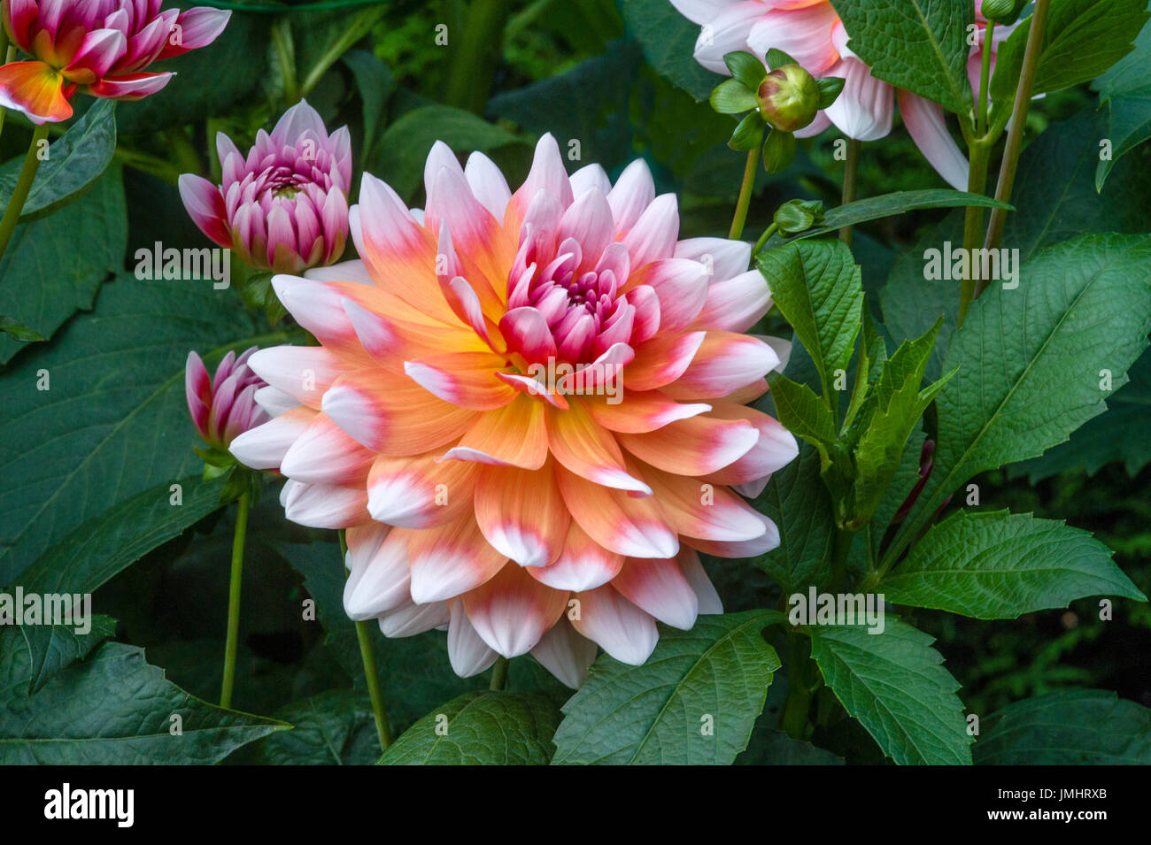 Dahlia - Summer Festival Stock Photo - Alamy