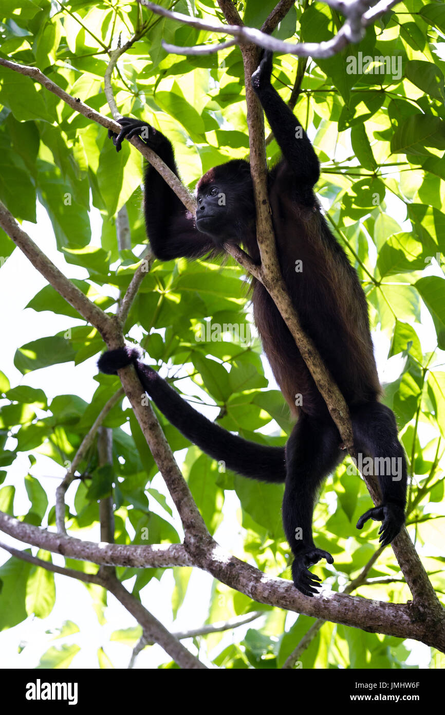 close up of a howler monkey up a tree in the rainforest of Costa Rica ...