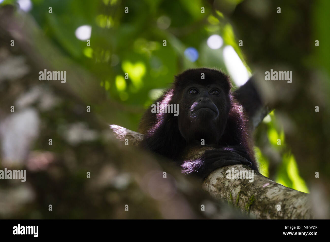 close up of a howler monkey up a tree in the rainforest of Costa Rica ...