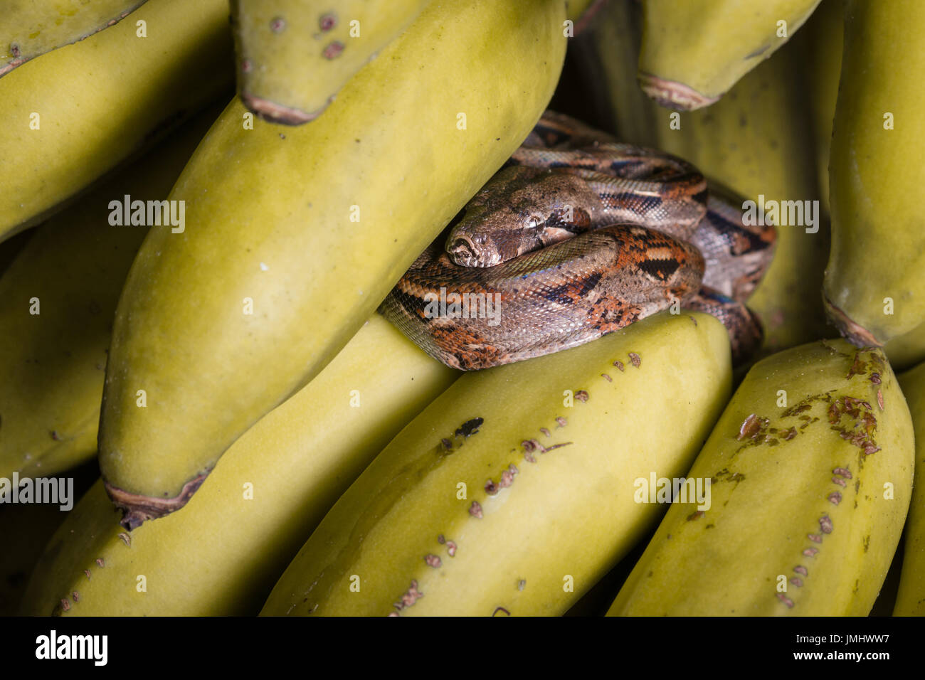 Yellow boa constrictor hi-res stock photography and images - Alamy