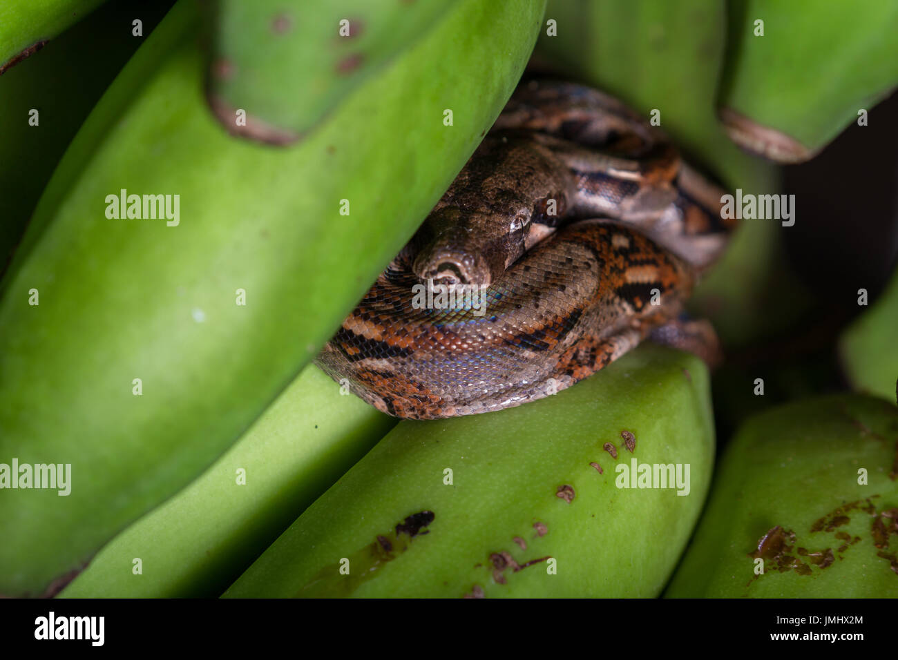 young boa constrictor resting on a bunch of green bananas I had just ...