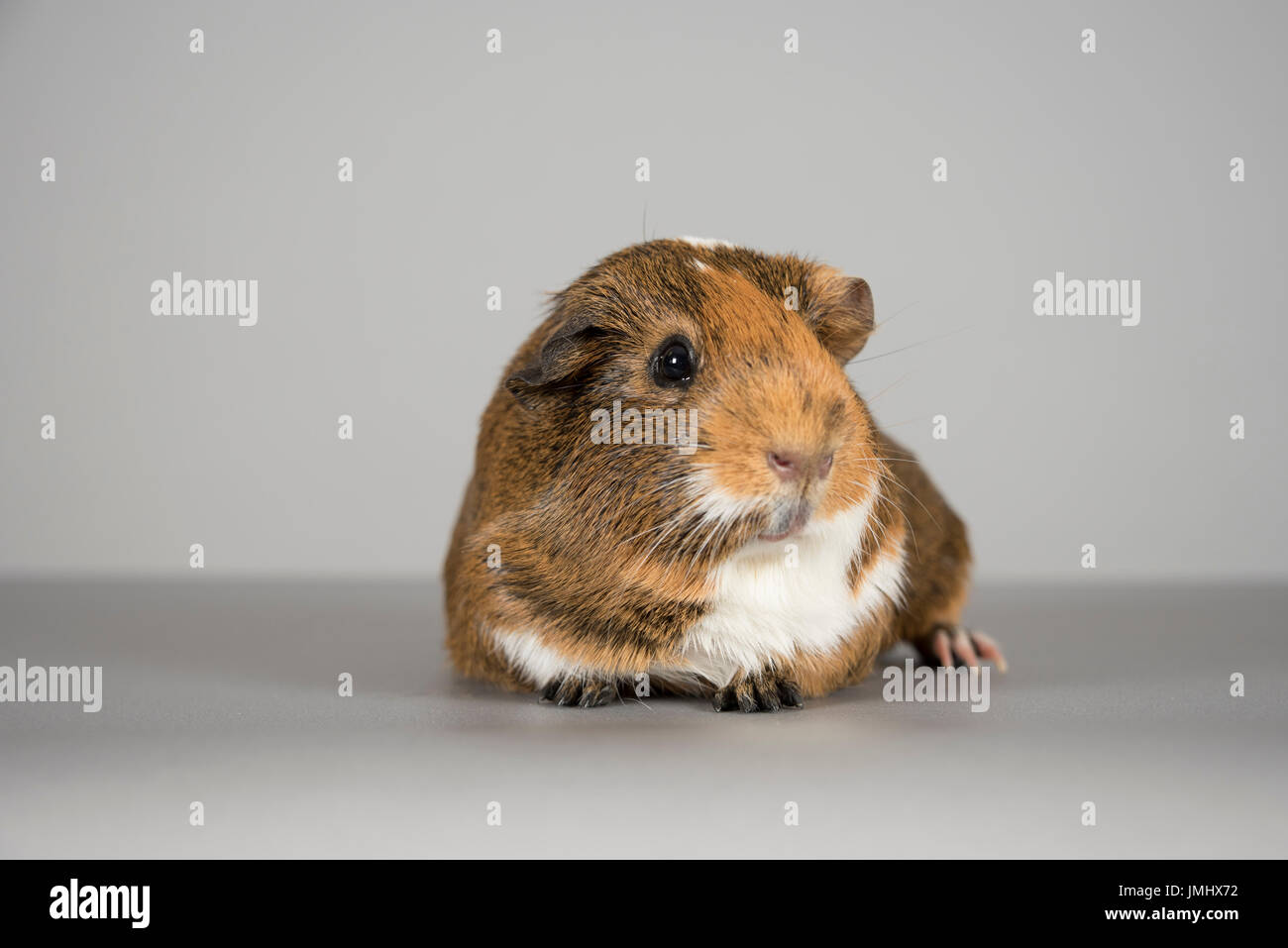 Guinea Pig, UK Stock Photo - Alamy