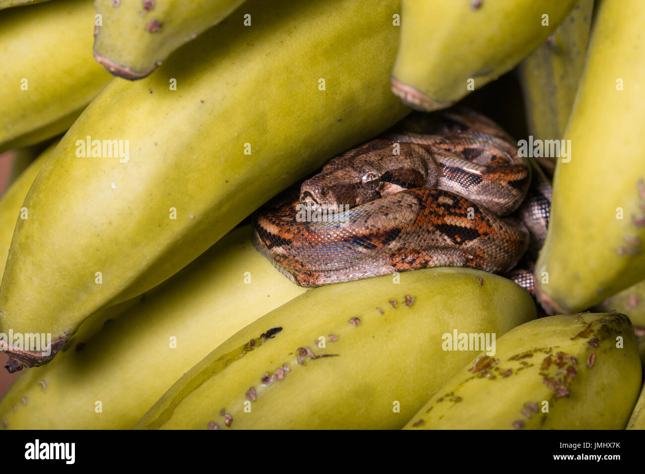 Yellow Boa Constrictor High Resolution Stock Photography and Images - Alamy