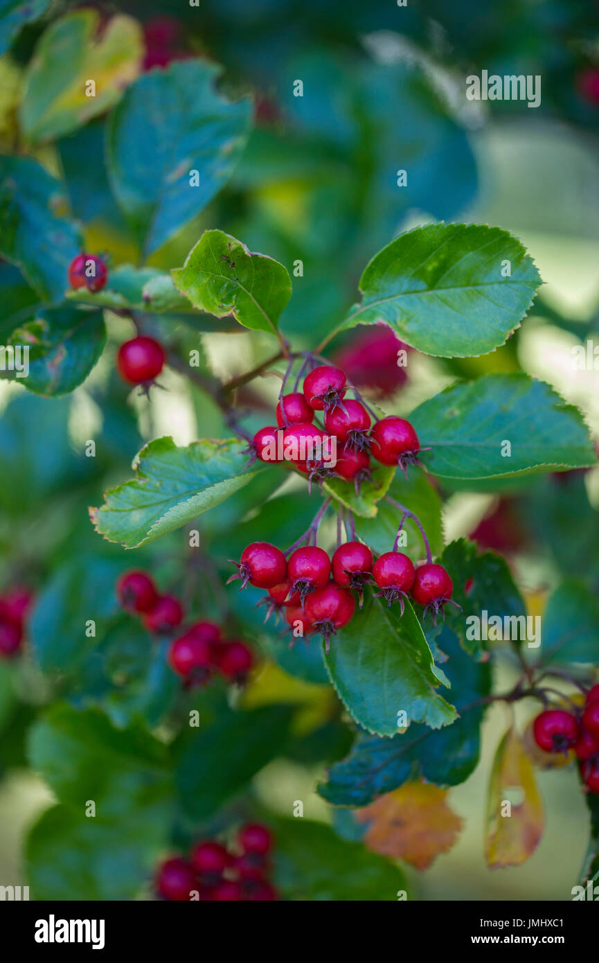 Crataegus persimilis 'prunifolia hi-res stock photography and images ...
