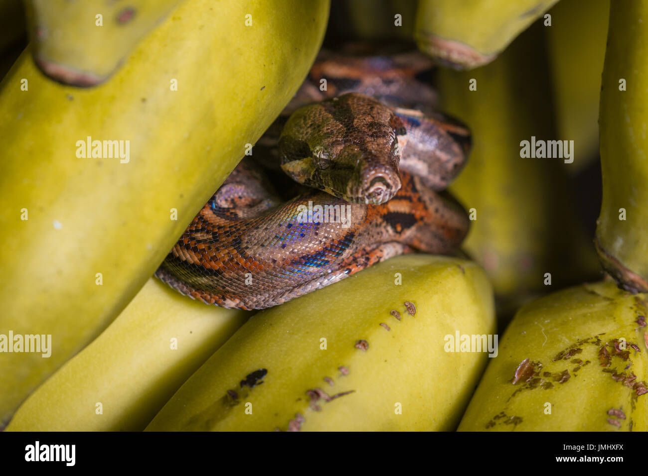 young boa constrictor resting on a bunch of ripening yellow bananas I ...