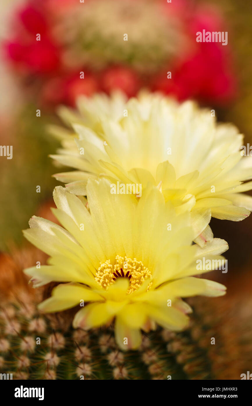 cacti bloom in the greenhouse image with selective focus Stock Photo - Alamy