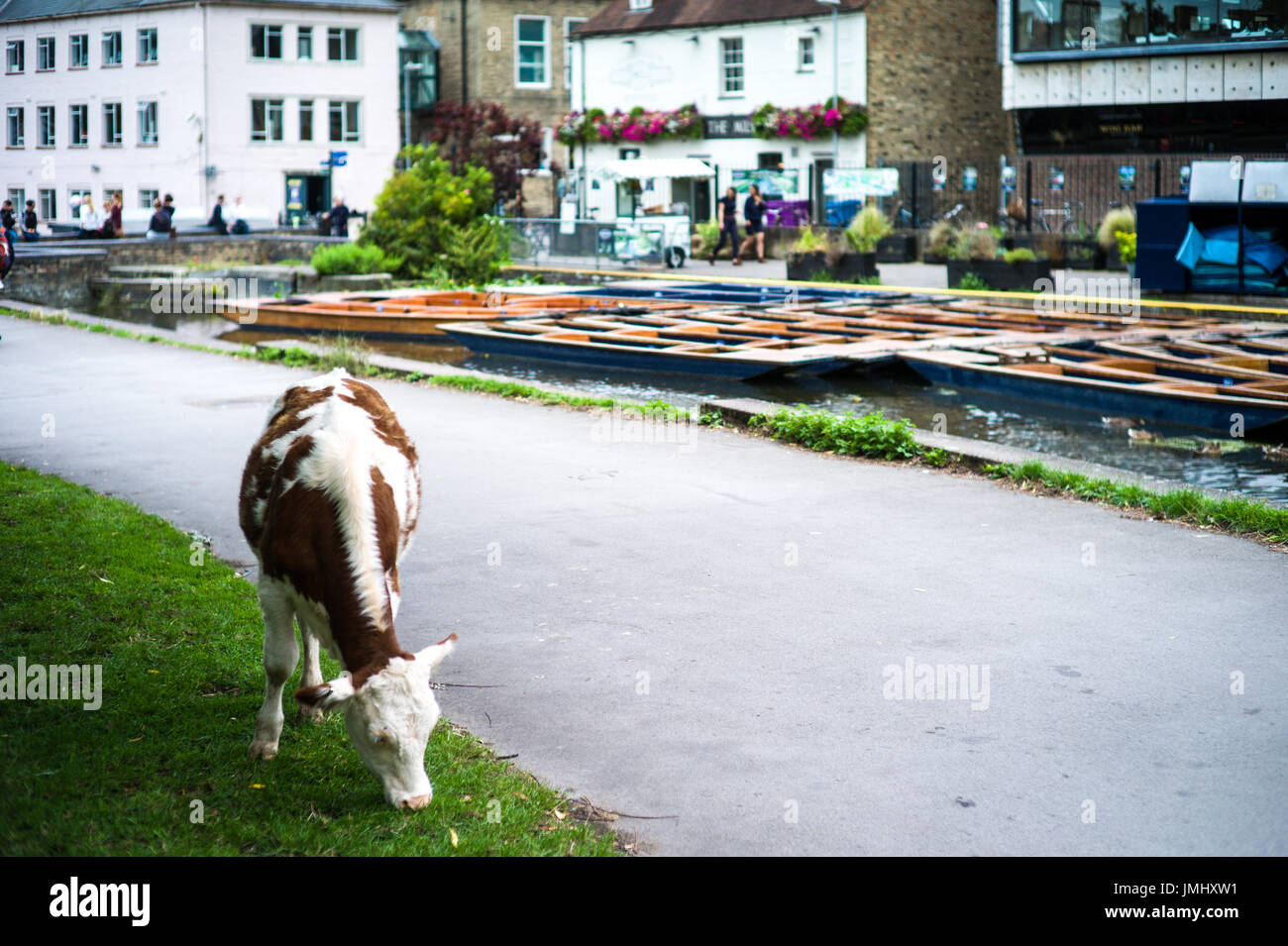 Cambridge Cows - Cows wander freely on the backs in Cambridge, near the ...