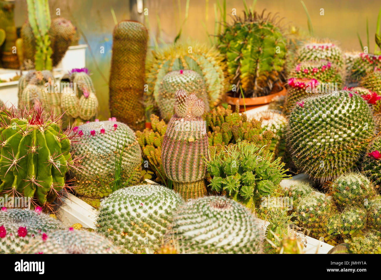 cacti bloom in the greenhouse image with selective focus Stock Photo ...