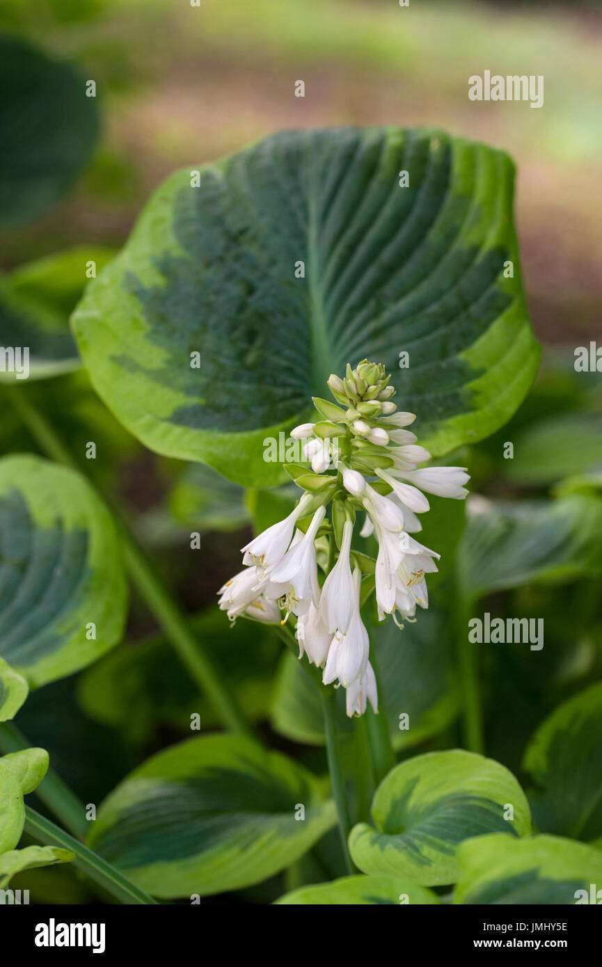 Hosta sieboldiana francis williams hi-res stock photography and images ...