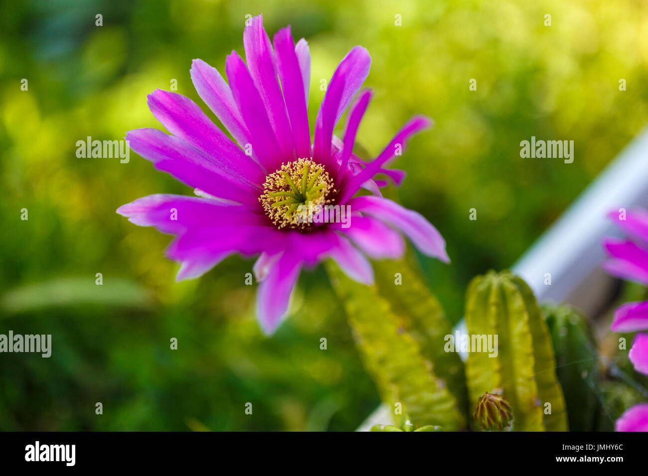 cacti bloom in the greenhouse image with selective focus Stock Photo - Alamy