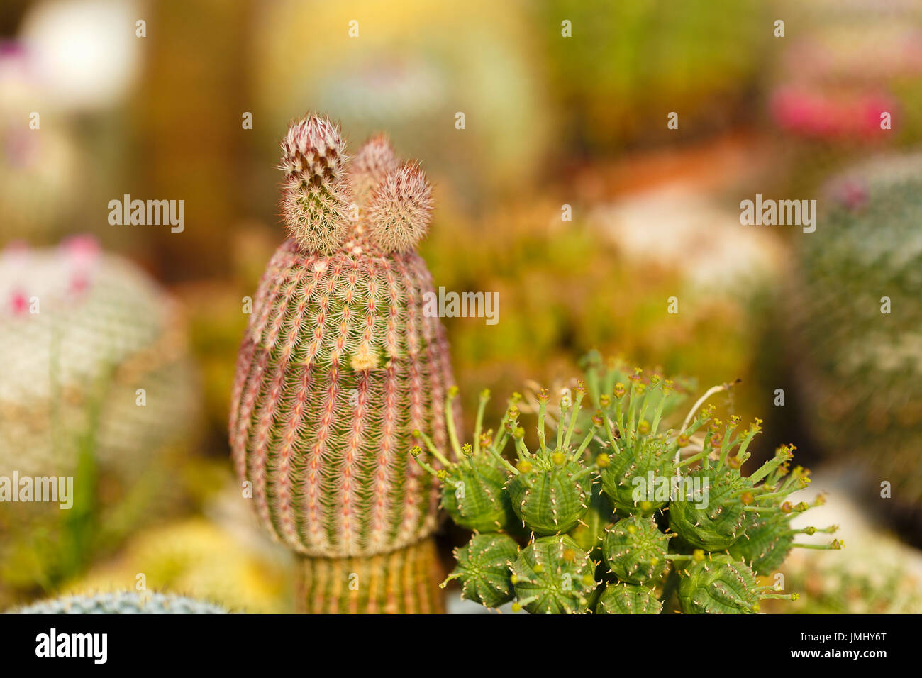 cacti bloom in the greenhouse image with selective focus Stock Photo ...