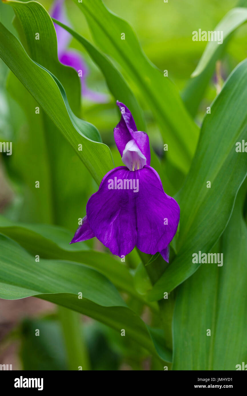 Roscoea hi-res stock photography and images - Alamy
