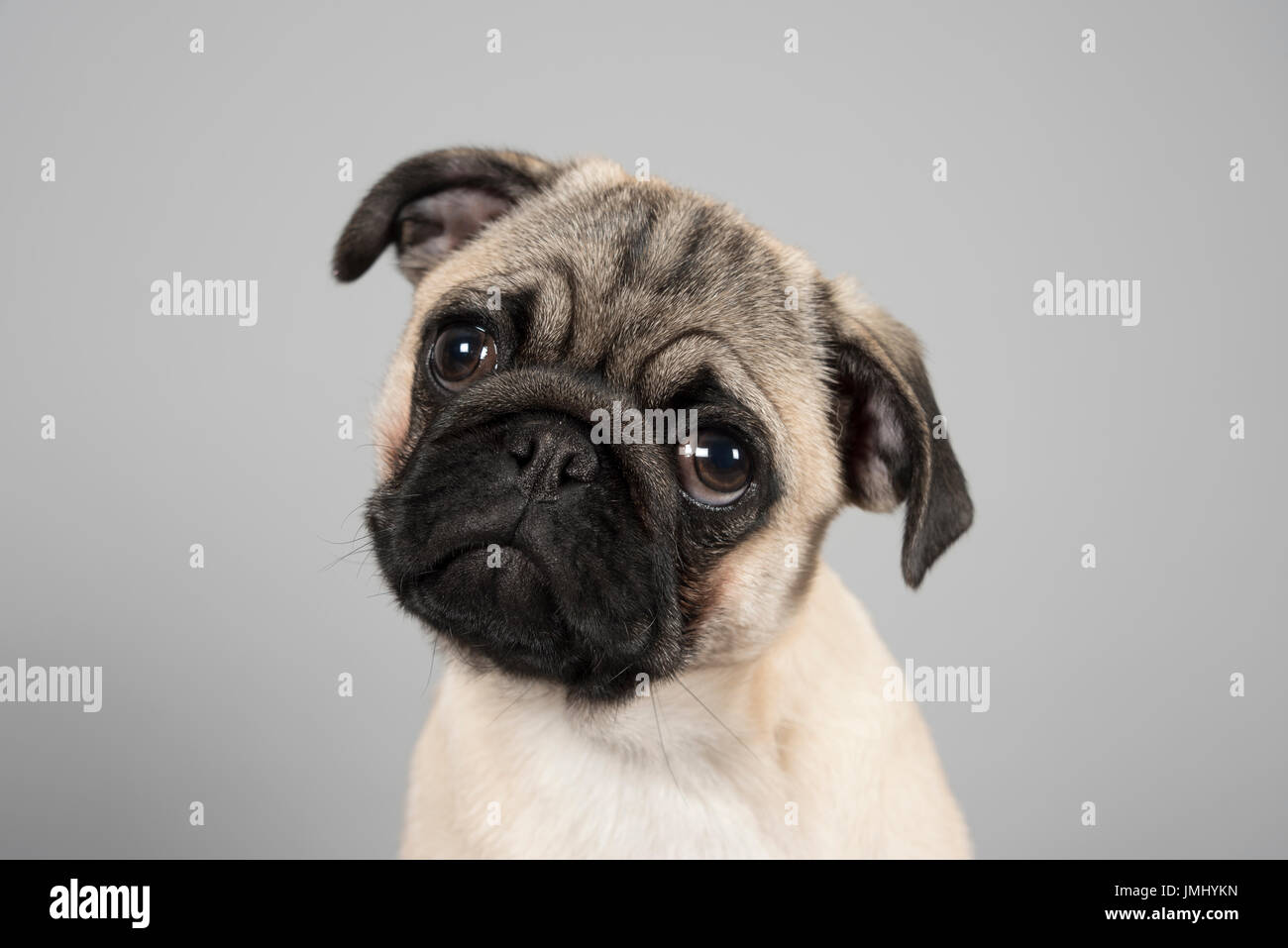 Portrait of a pug pet dog in the UK Stock Photo - Alamy