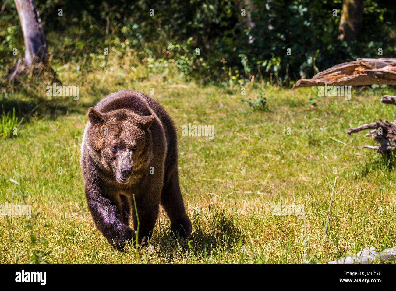 Grizzly Bear Ursus Arctos Brown Bear Predator Claws Bears Cubs Montana ...