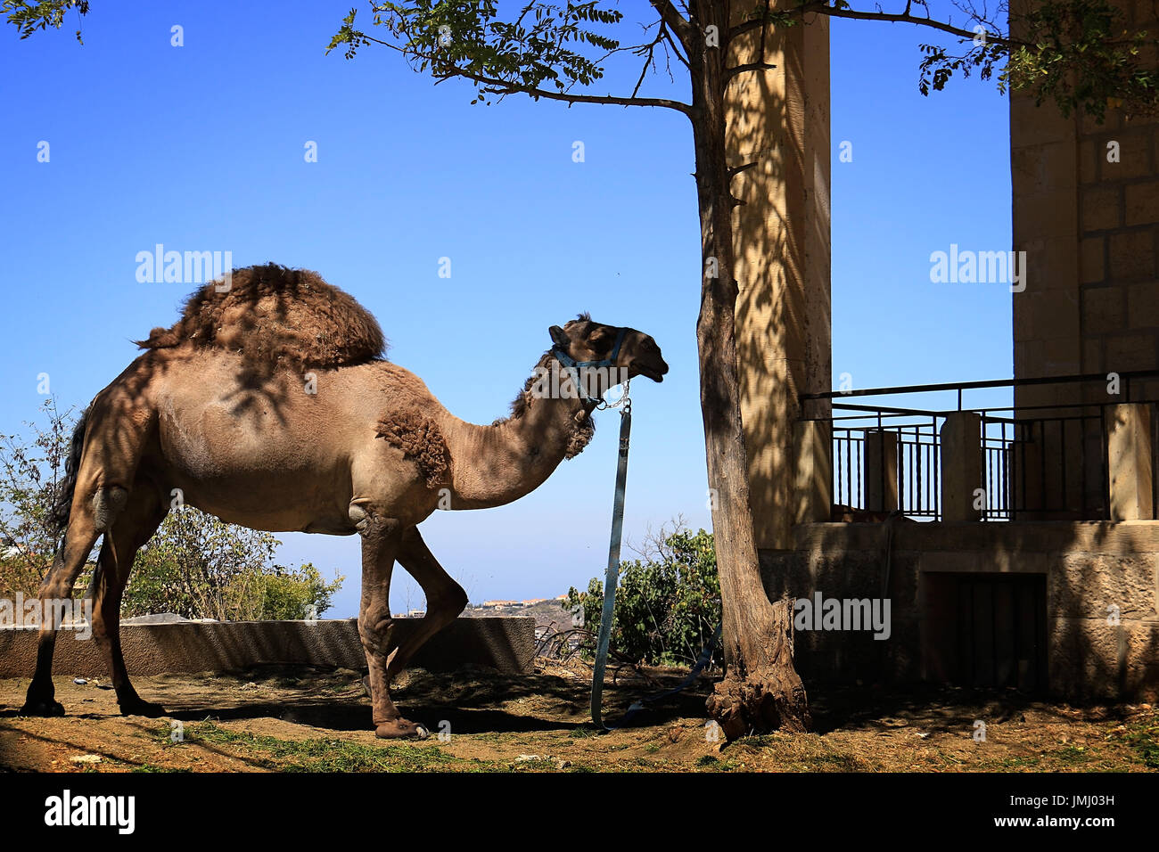 A camel standing in front of a house, tied to a tree Stock Photo - Alamy